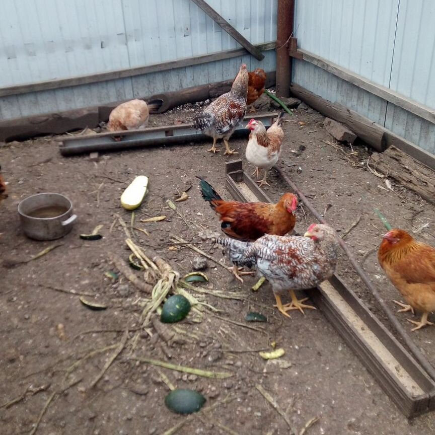 Молодые петушки