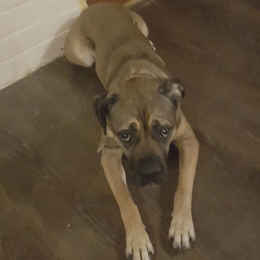 Кане-корсо, взрослая собака