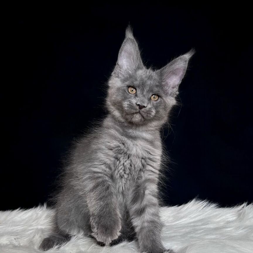 Котята мейн-кун