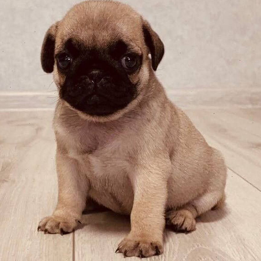 Мопс, щенок