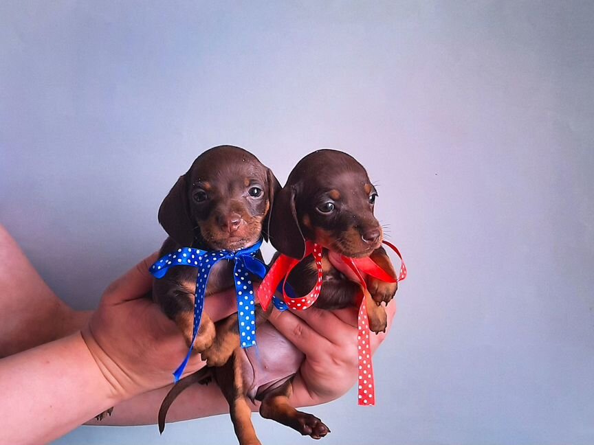 Такса.Мальчики,девочки