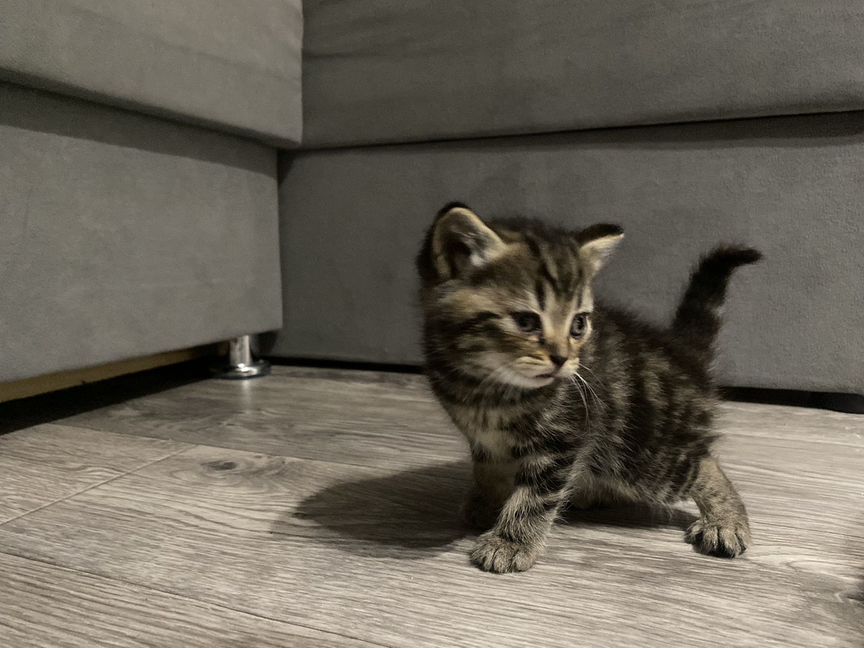 Шотландские котята