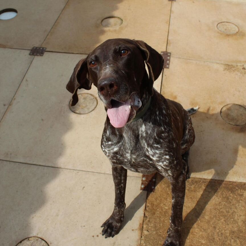 Трой в добрые руки