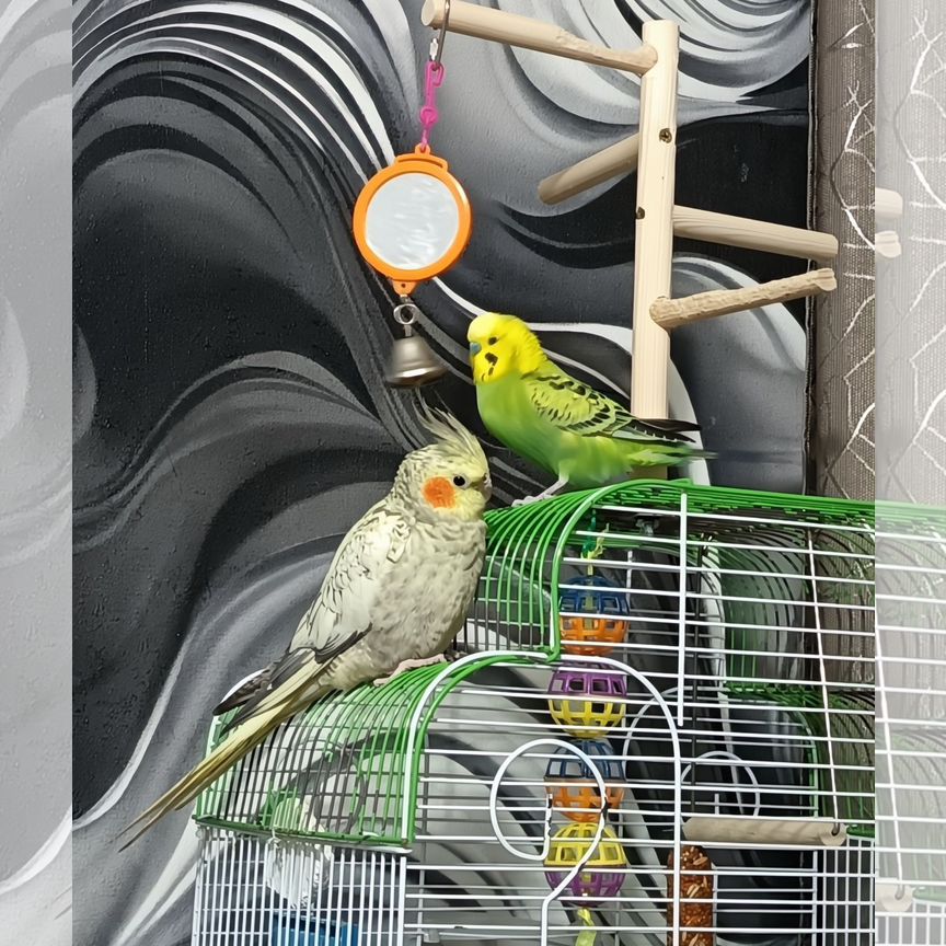 Волнистый попугай и корелла