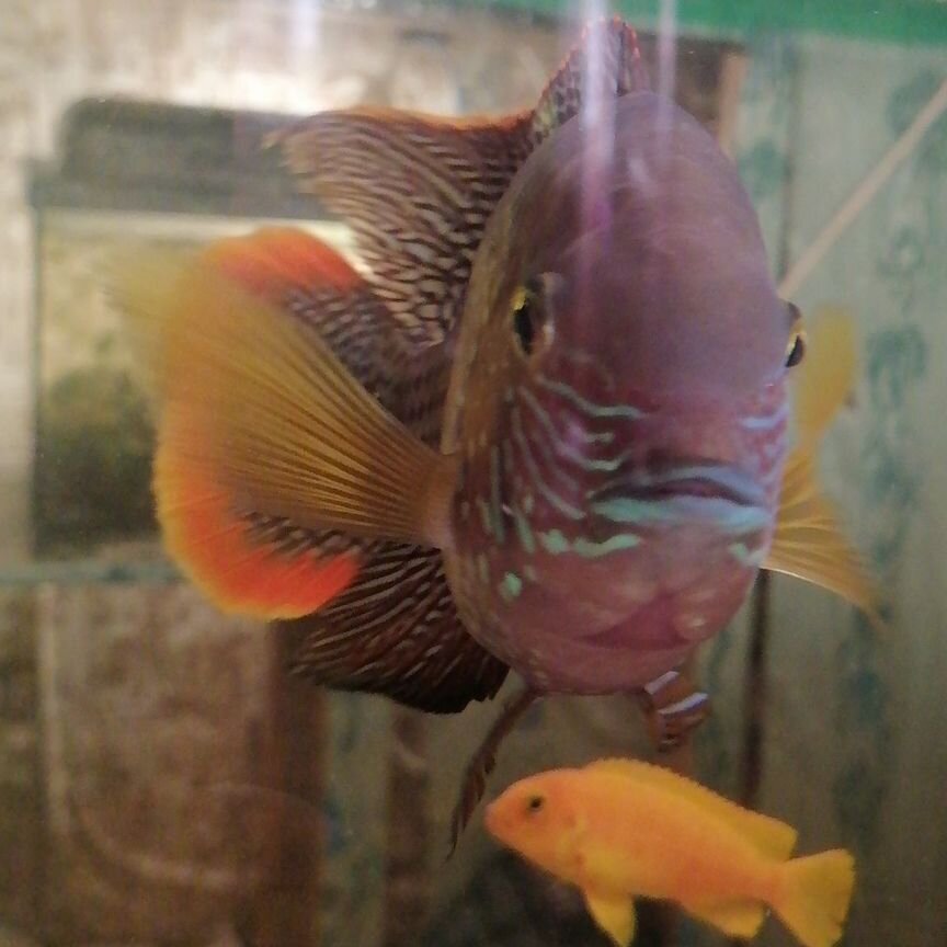 Акара бирюзовая