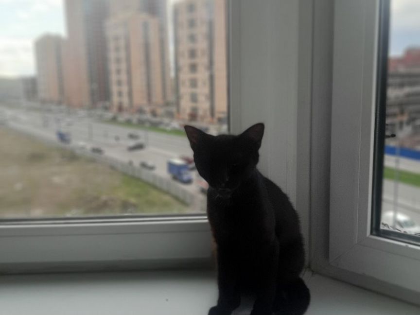 Котята подростки в добрые ручки