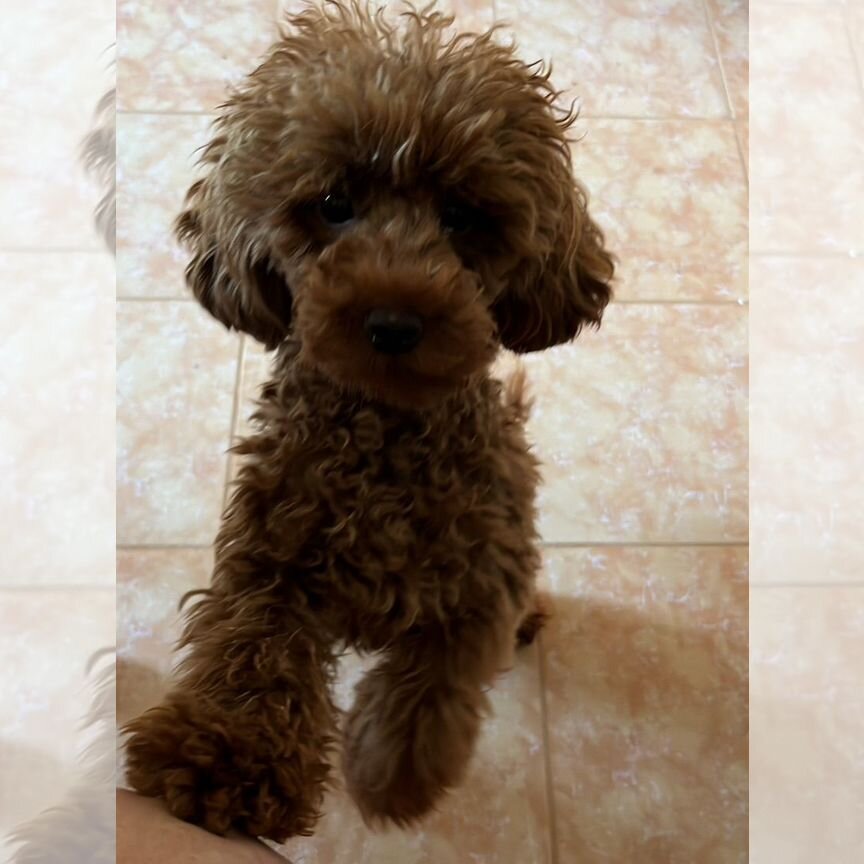 Шенки той-пуделя миниатюра ред/браун