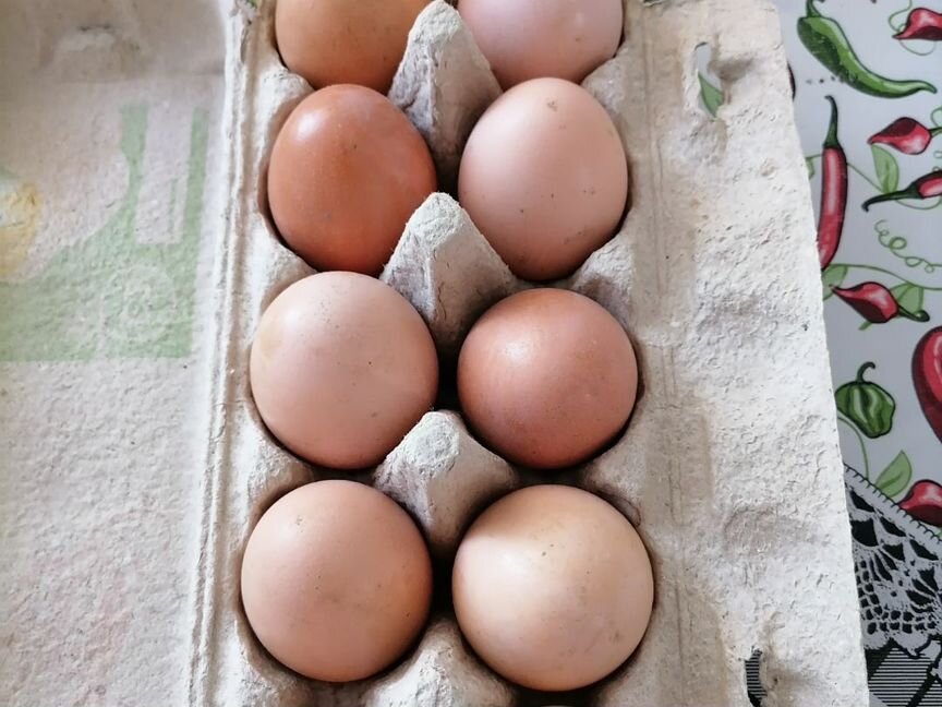 Инкубационное яйцо кур