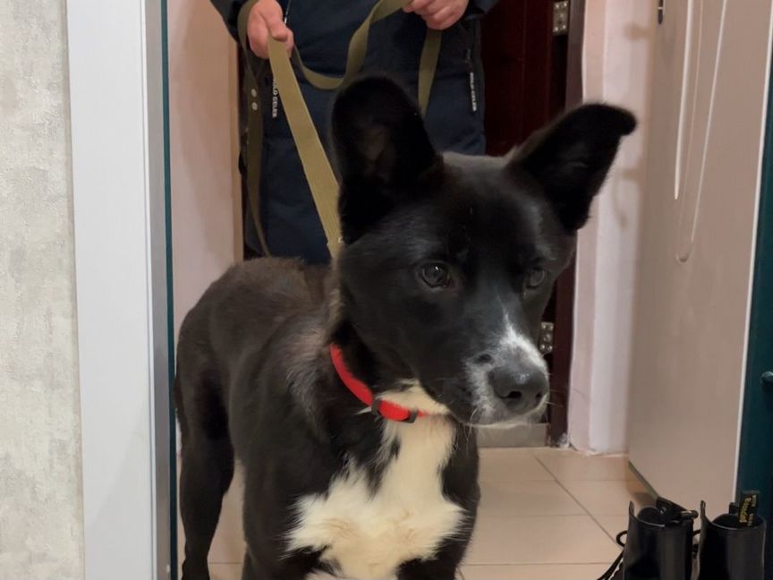 Собака в добрые руки