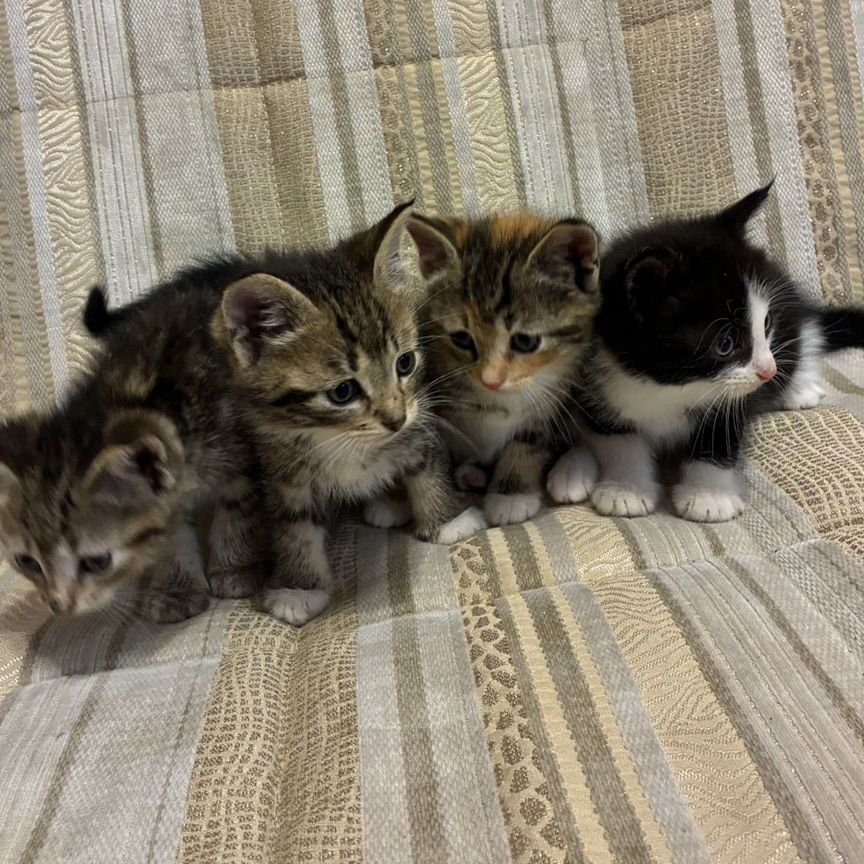 Котята чудесной красоты