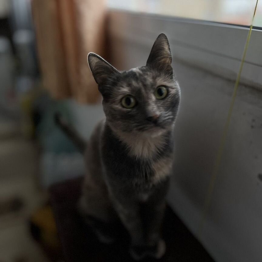 Девочка кошка