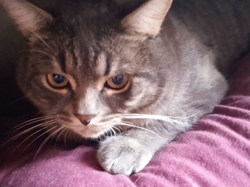 Отдам кота 10 мес