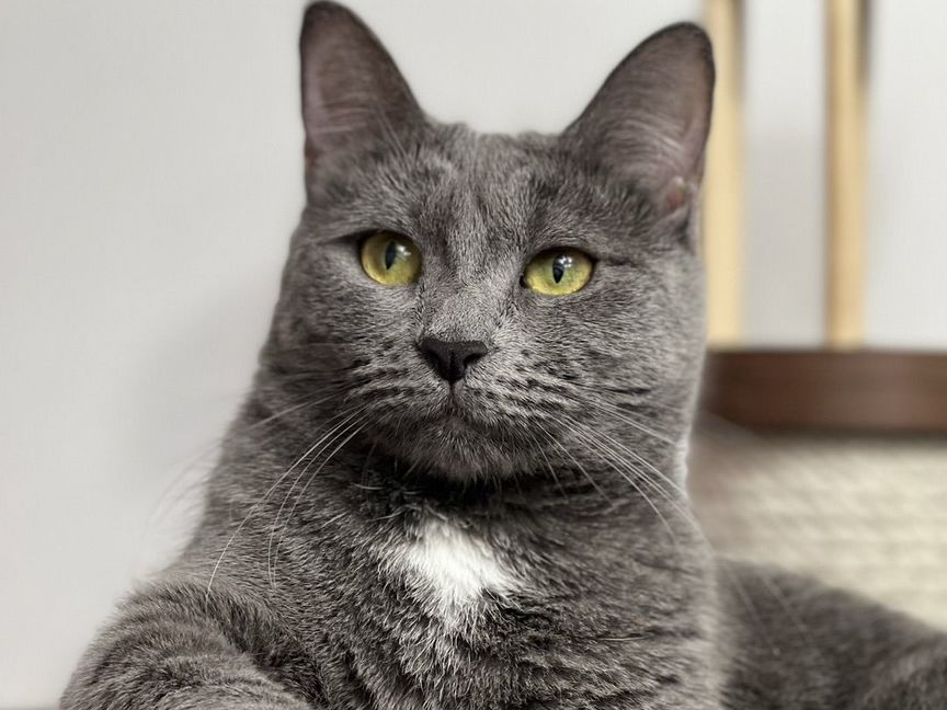 Лиза 2 года ищет надёжную семью