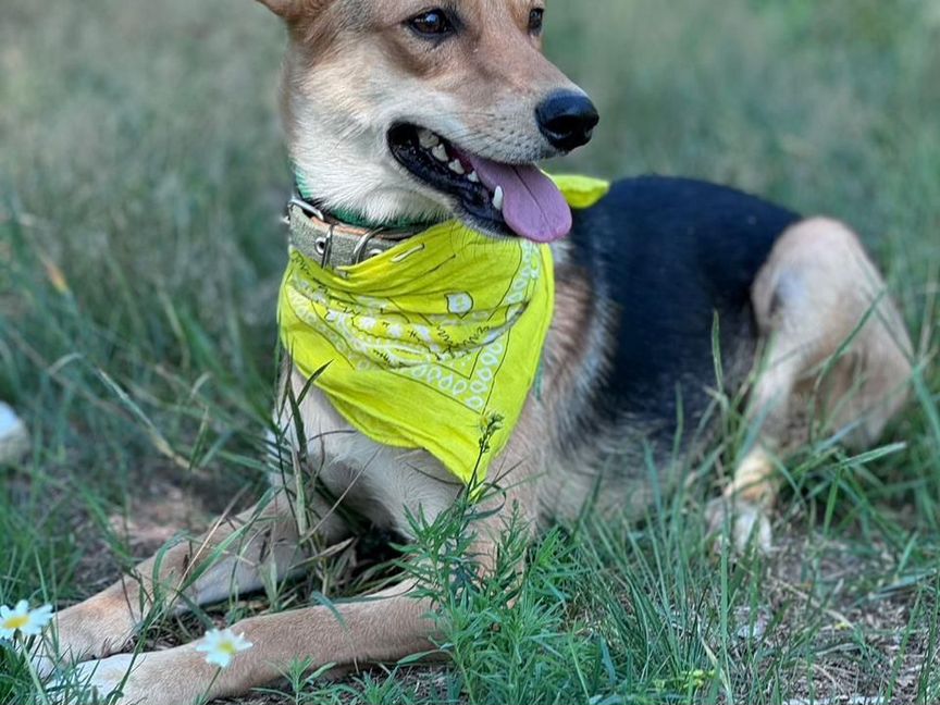 Щеночек Клëпа ищет дом