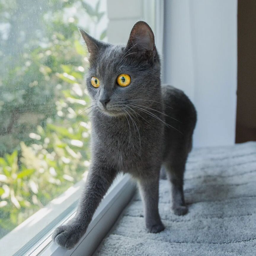 Миниатюрная Таффи ищет семью