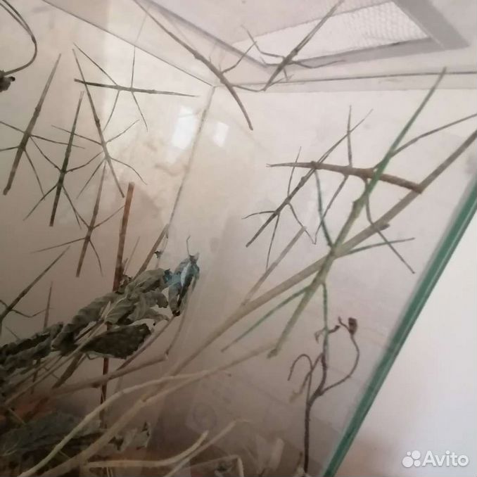 Анамский Палочник