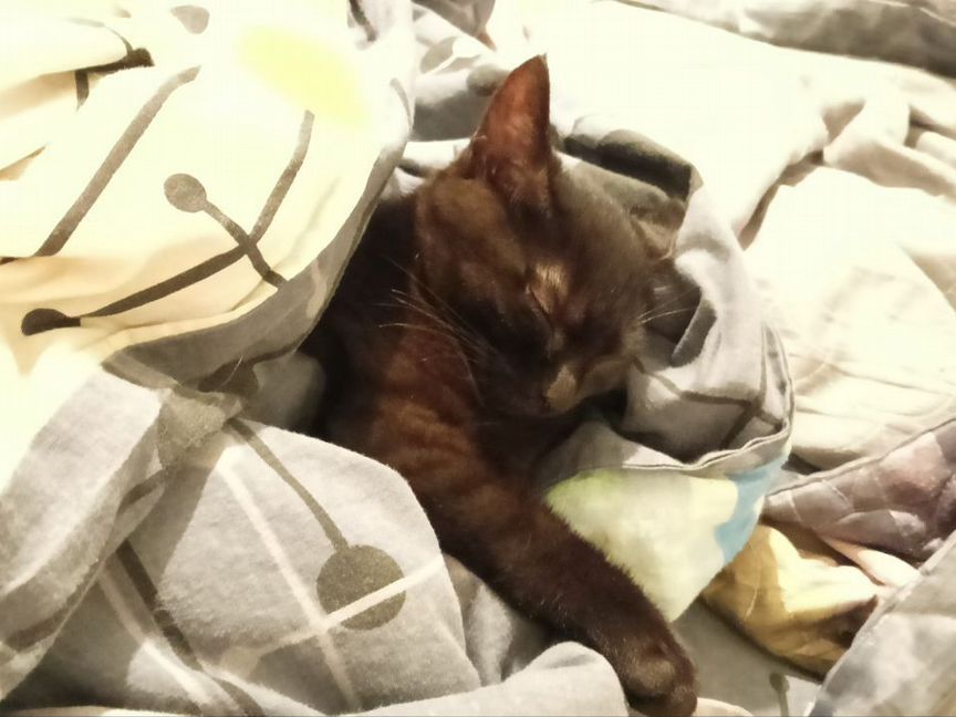 Котенок (кошка) черный 3 месяца