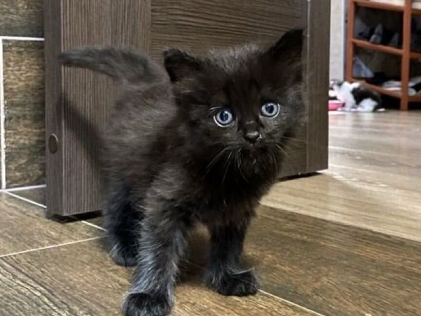 Котенок мальчик 1 месяц