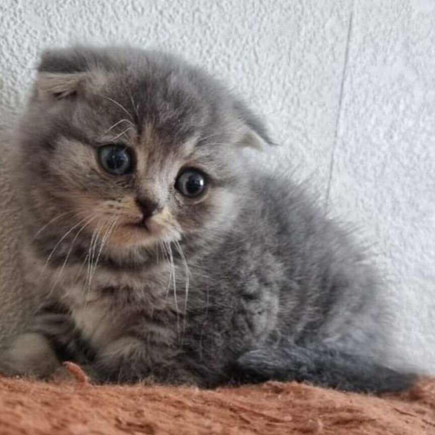 Шотландская вислоухая