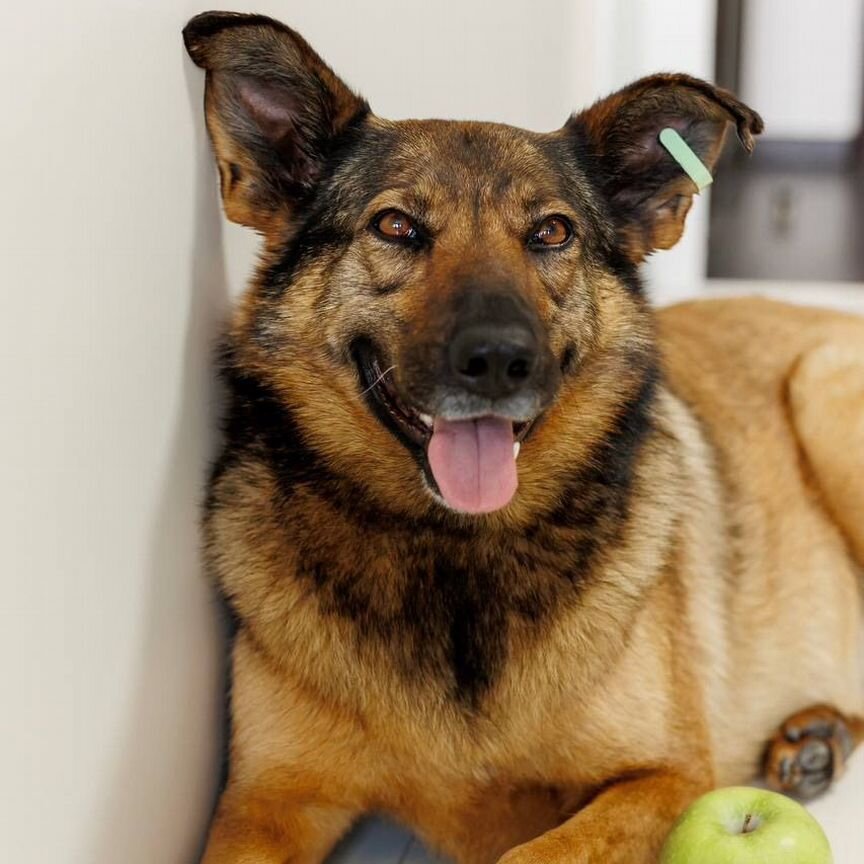 Идеальная собака Джемма в добрые руки в дар