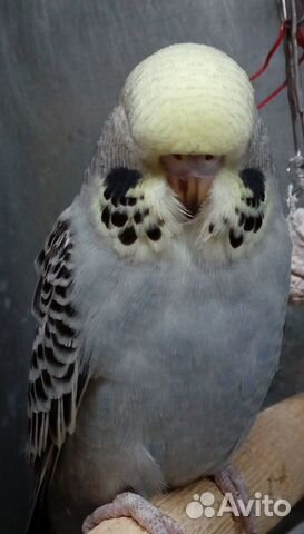 Серый птенчик