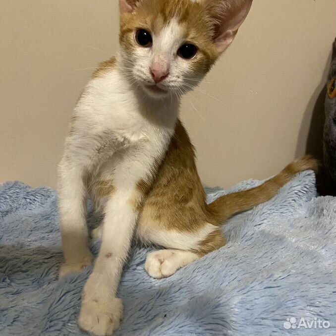 Котенок мальчик Максик