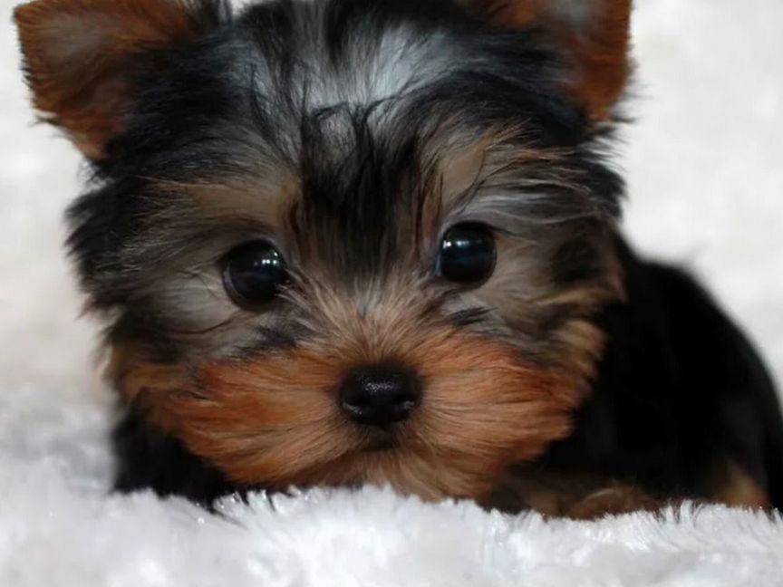 Йоркширский терьер мини