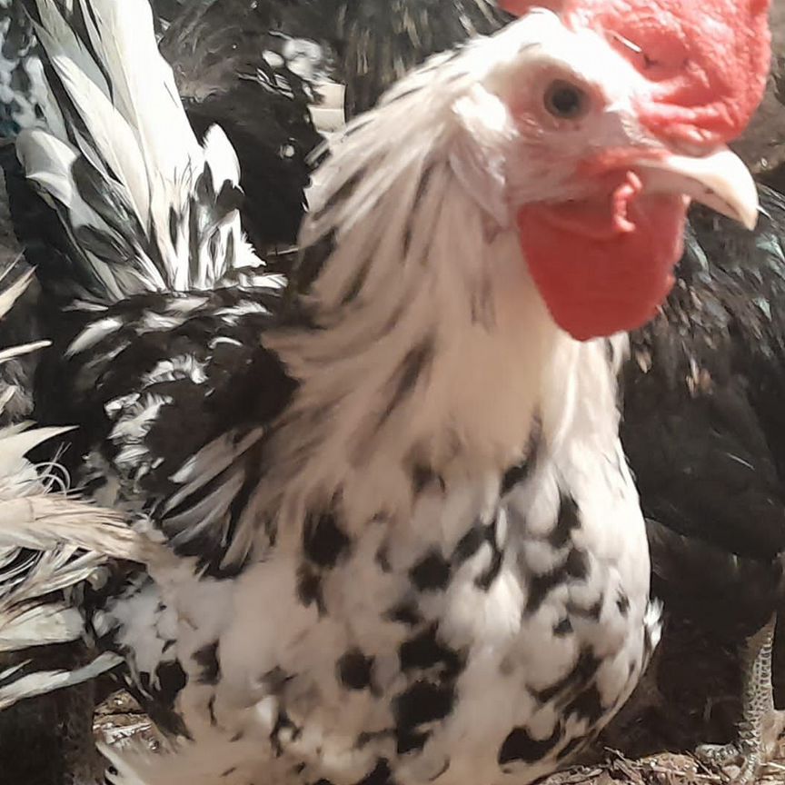 Молодые петушки