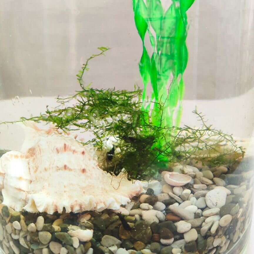 Креветочник с креветками