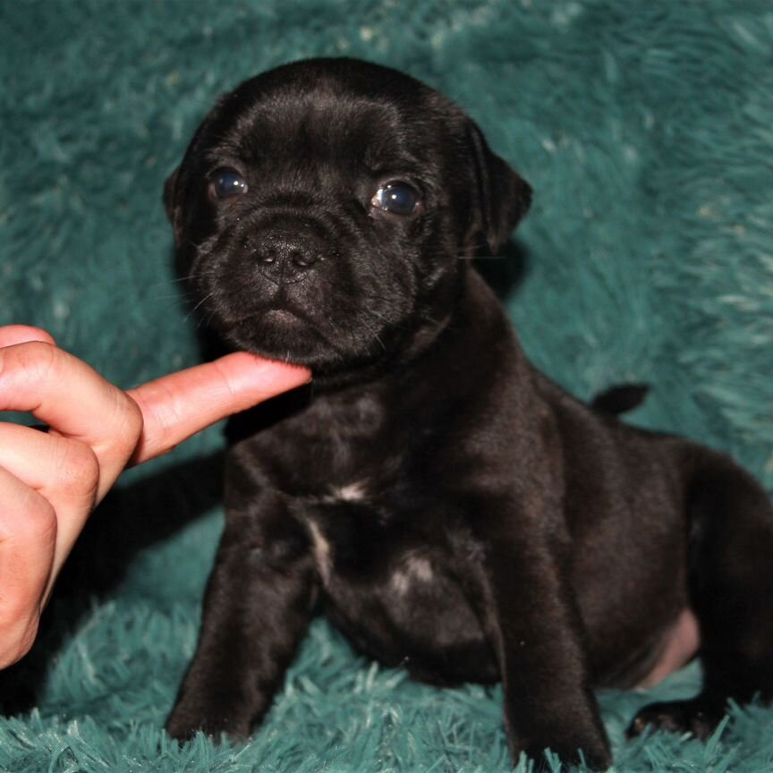 Малыши стаффордширского бультерьера