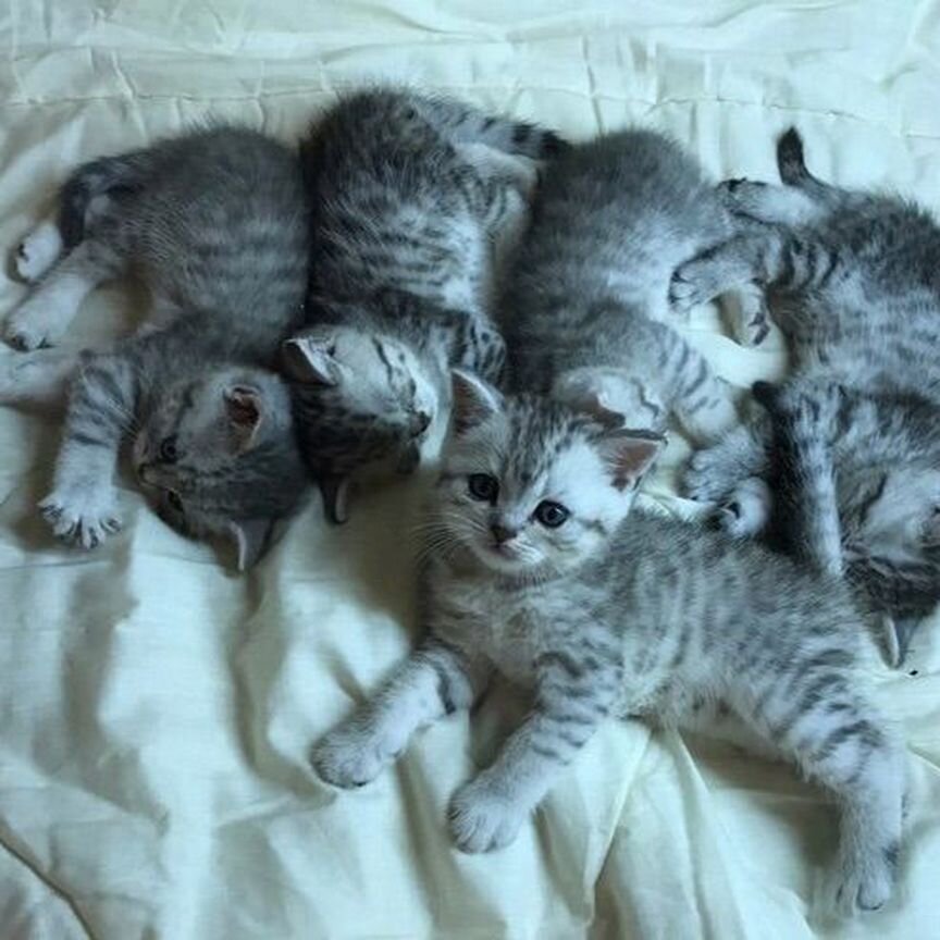 Шотландские котята