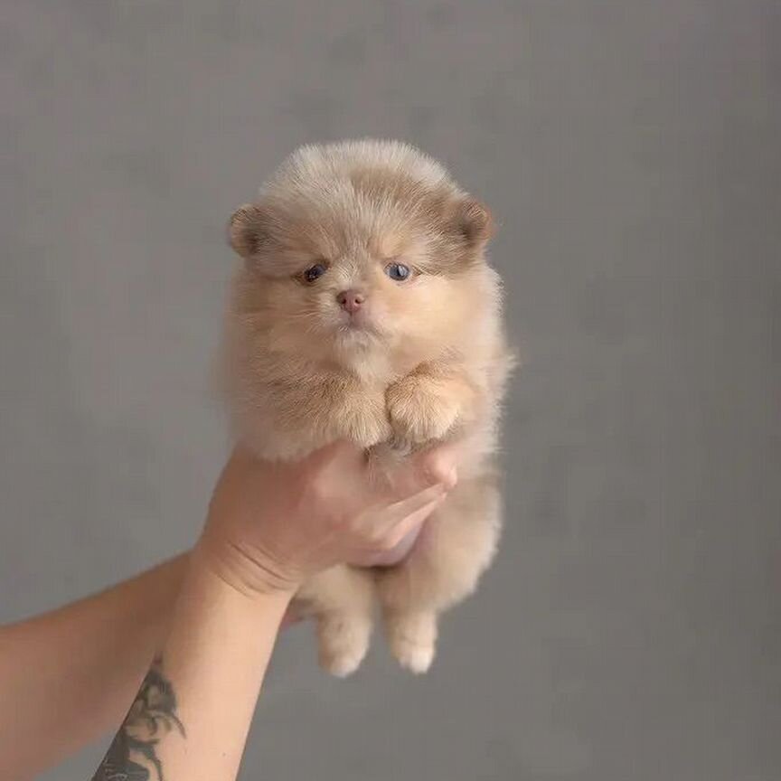 Померанский шпиц, щенок