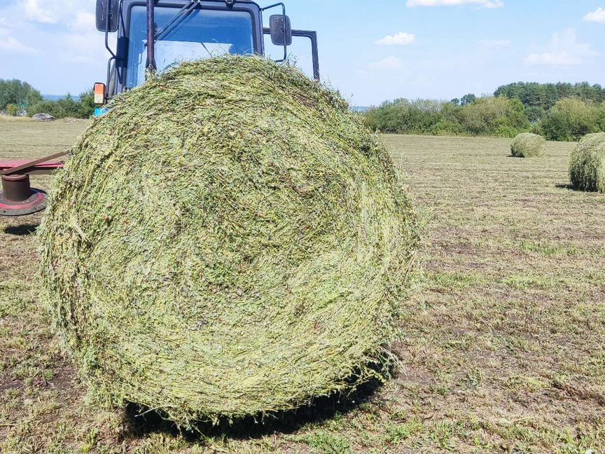 Сено в рулонах