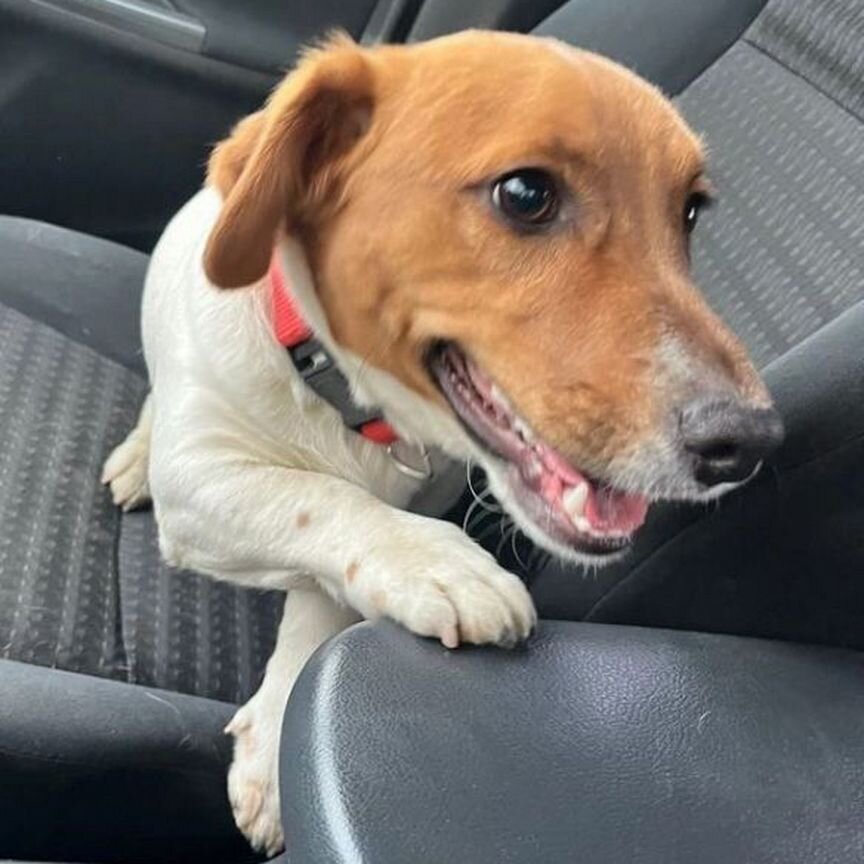 Собака джек рассел терьер