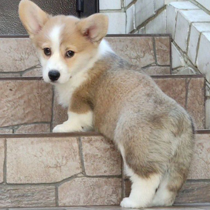 Вельш-корги