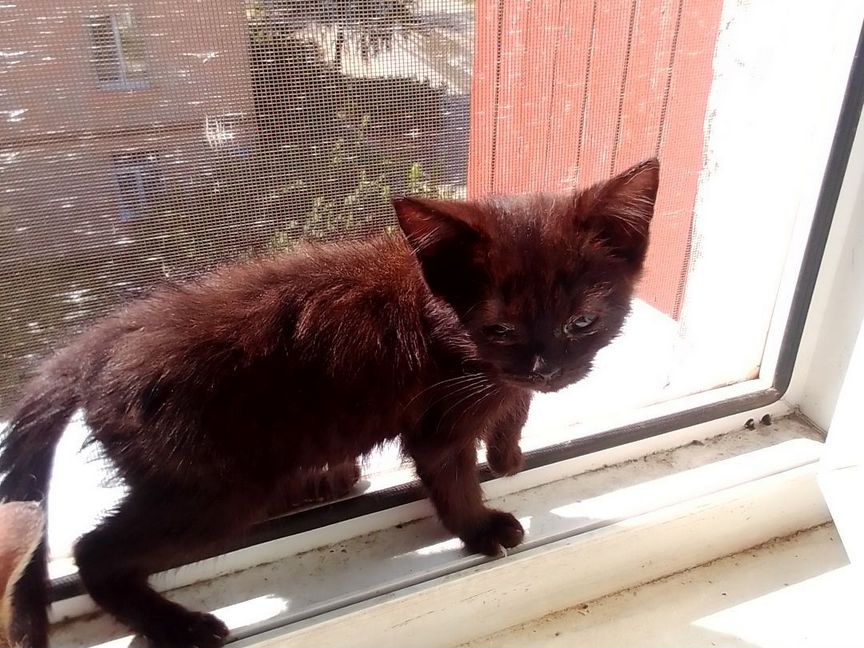 Шотландский котенок