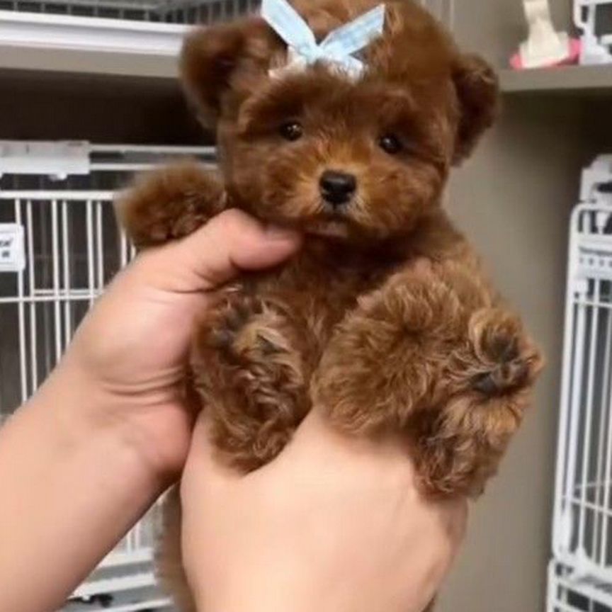 Мальтипу, щенок