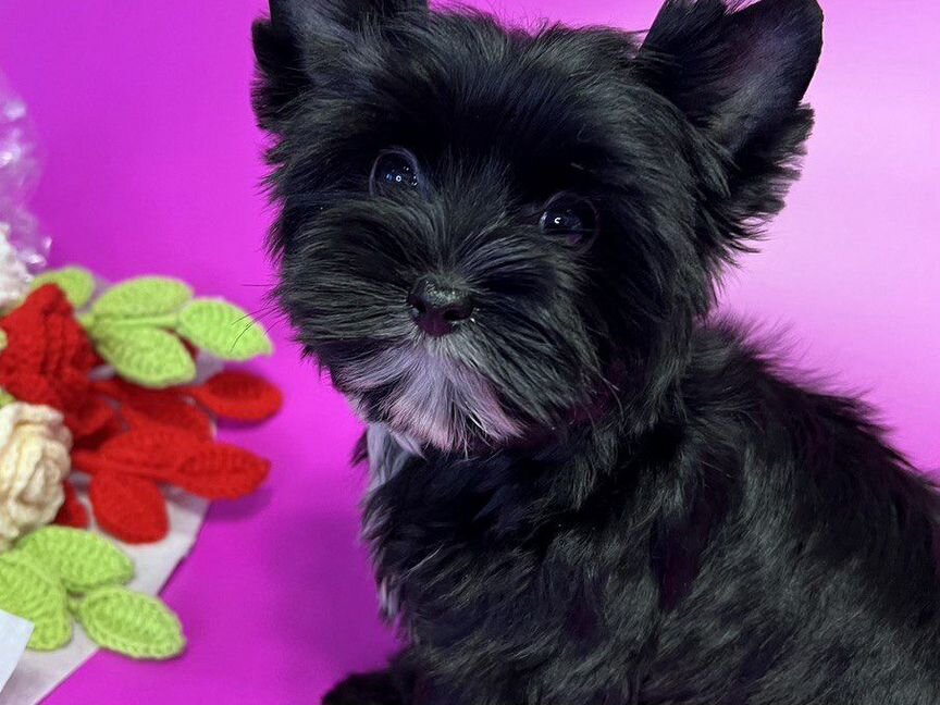 Бебифэйс Черная девочка