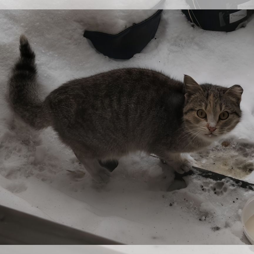 Взрослая, кошка в добрые руки