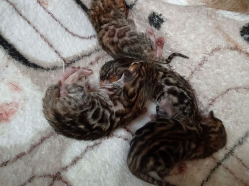 Бенгальская