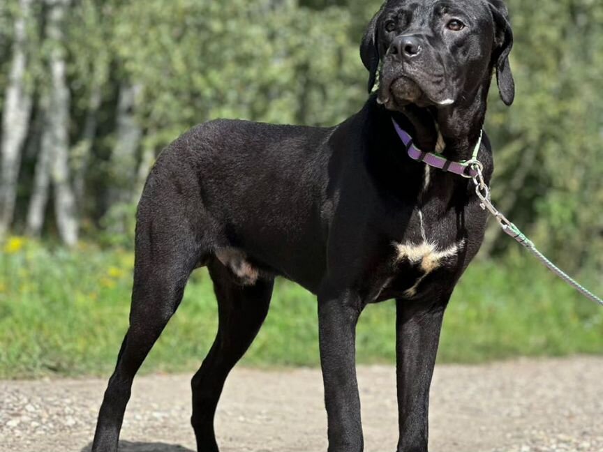 Братья Кане Корсо