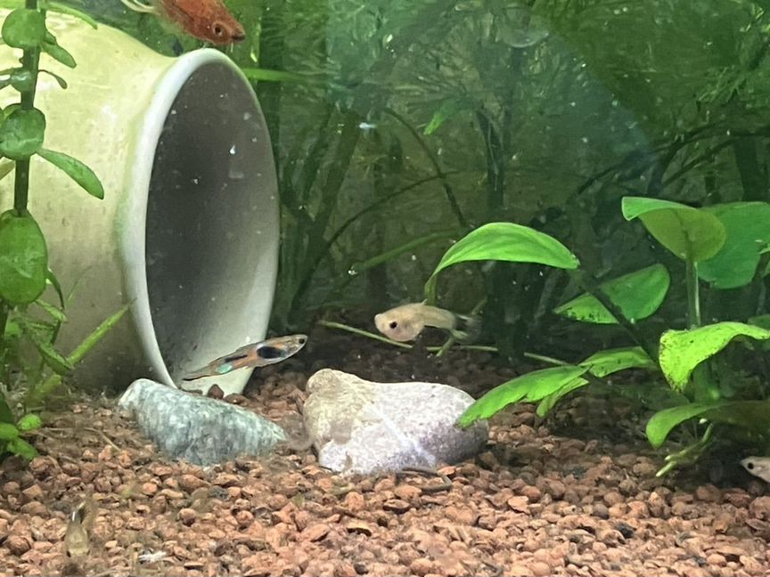 Меченосцы (3самца и 2 самки)