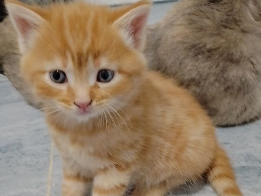 Рыжий котенок мальчик