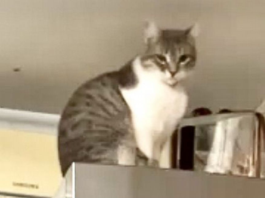 Потеряшки кошки