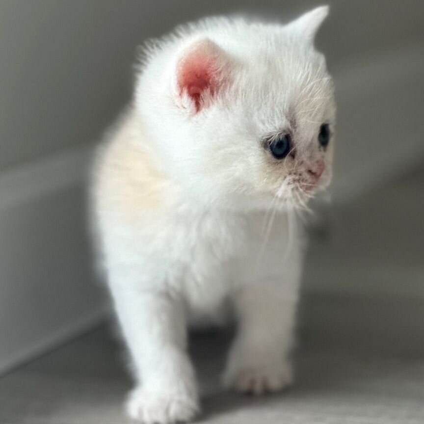 Британский короткошёрстный котёнок