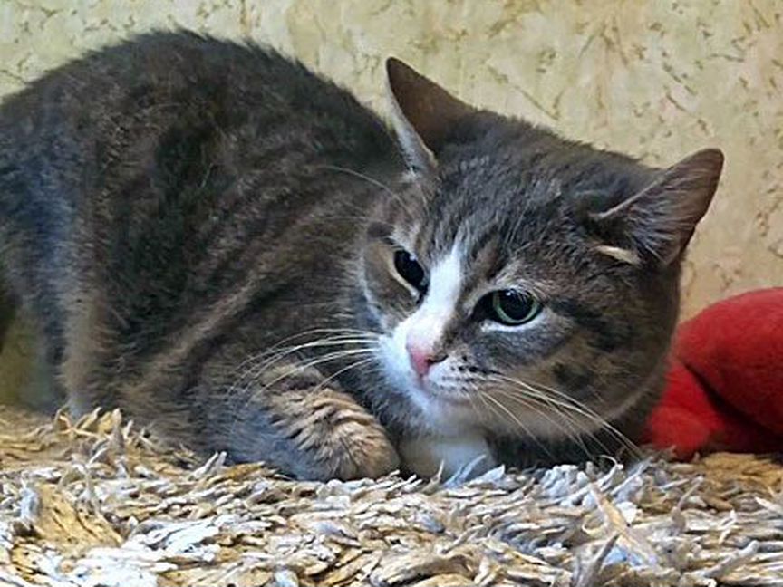 Трогательная, уютная домашняя кошечка Тея в дар