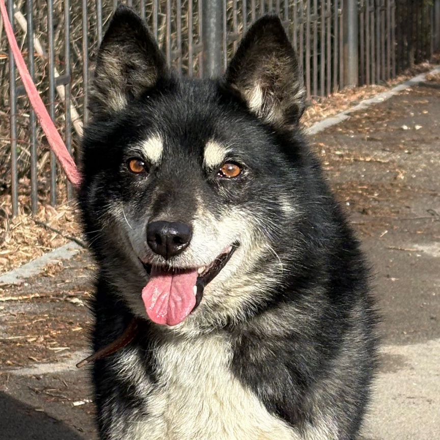 Взрослая собака в добрые руки