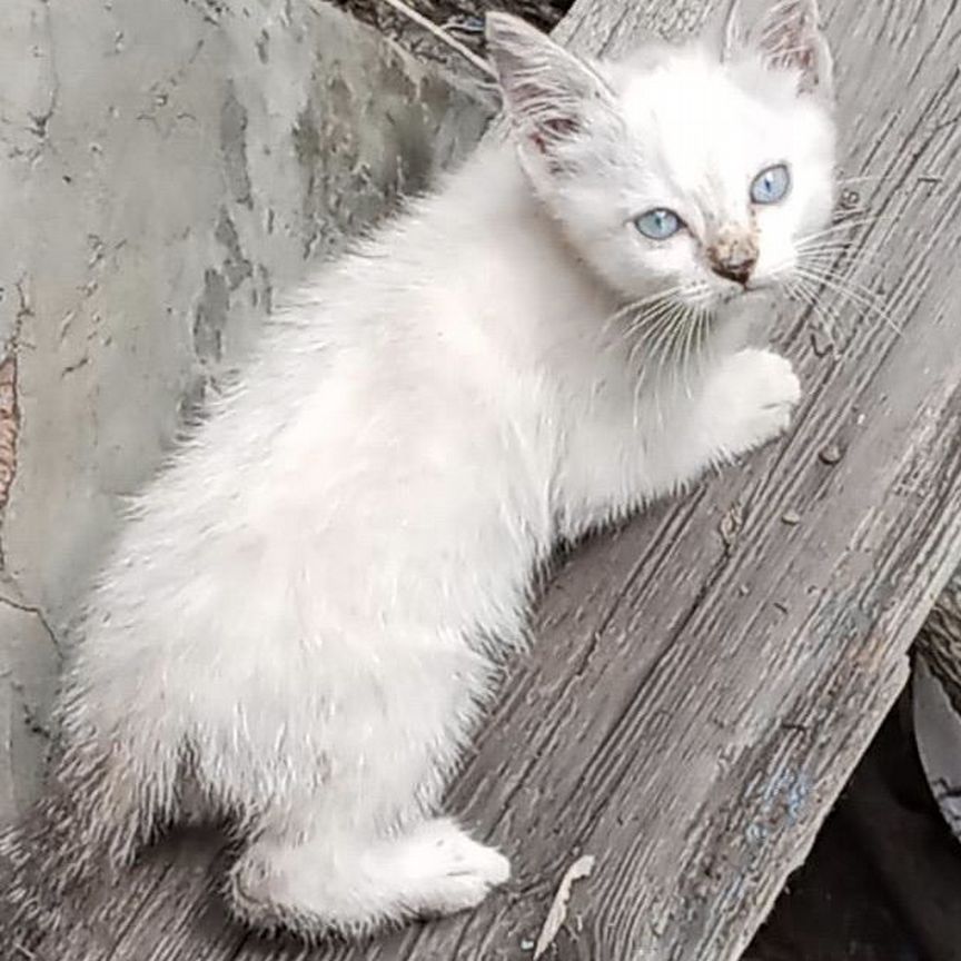 Тайская кошечка 3 месяца