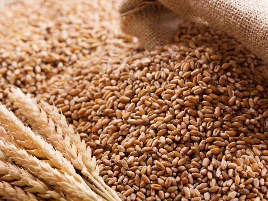 Зерно пшеница, овёс, дробленка