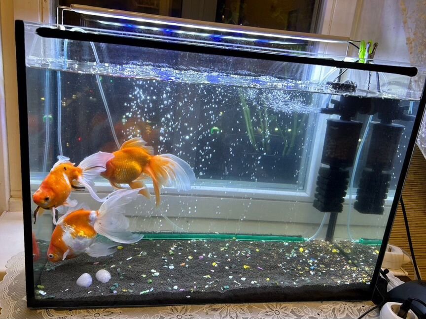 Аквариум для рыб